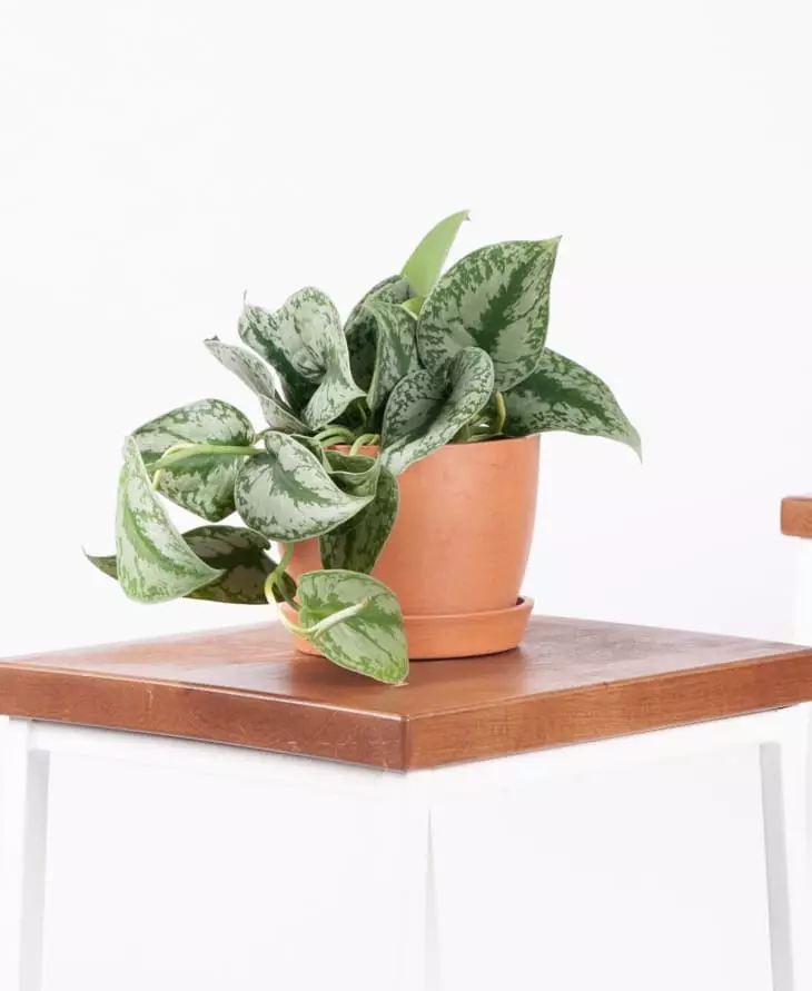 Pothos igihingwa mumaterasi ya terracotta