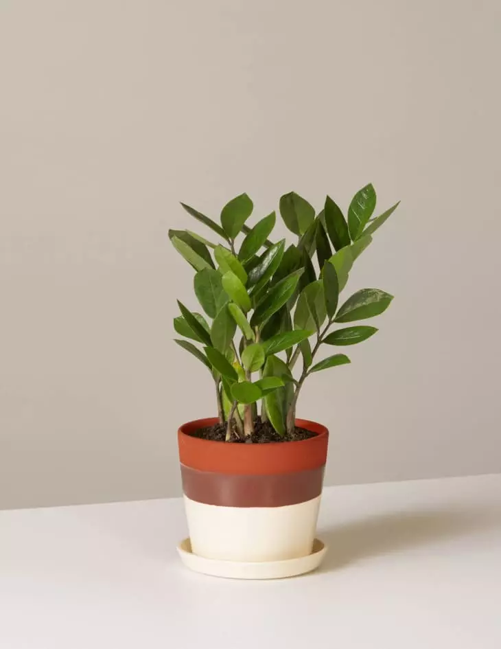 ZZ Plant van The Sill in die Augustus Sonora Planter - Grootte Small