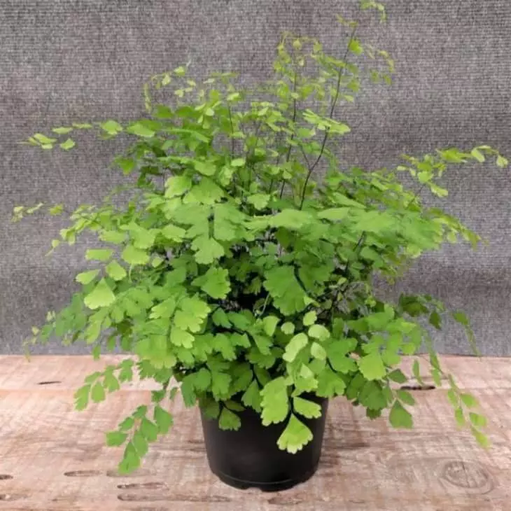 Maidenhair Fern-ը տնկարկի մեջ