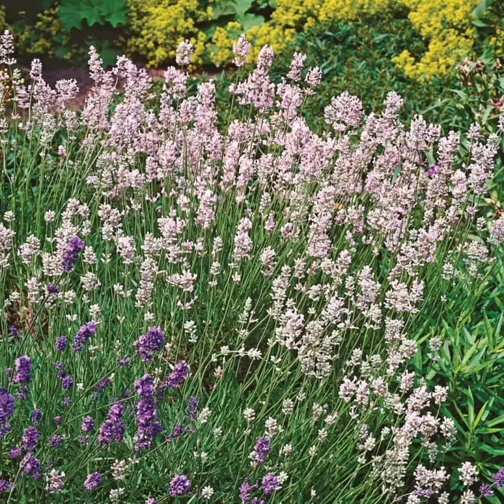 Lavender Rosea wo muririma rwera