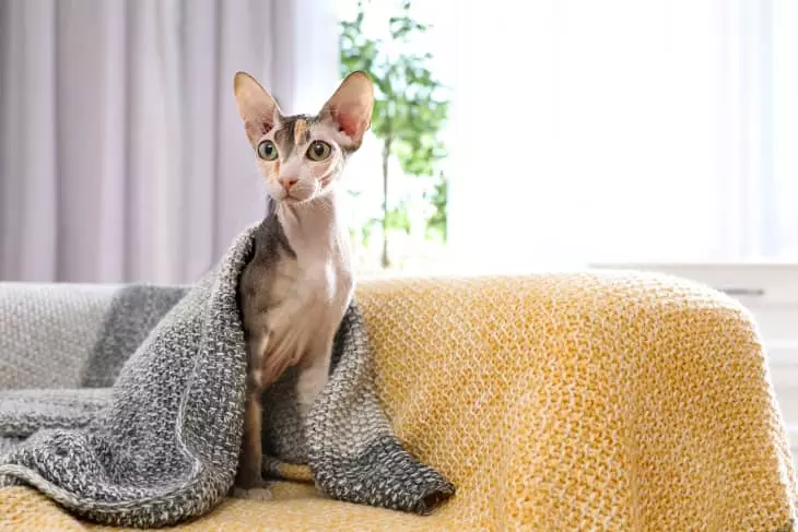 Sphynx kat onder kombers op bank by die huis