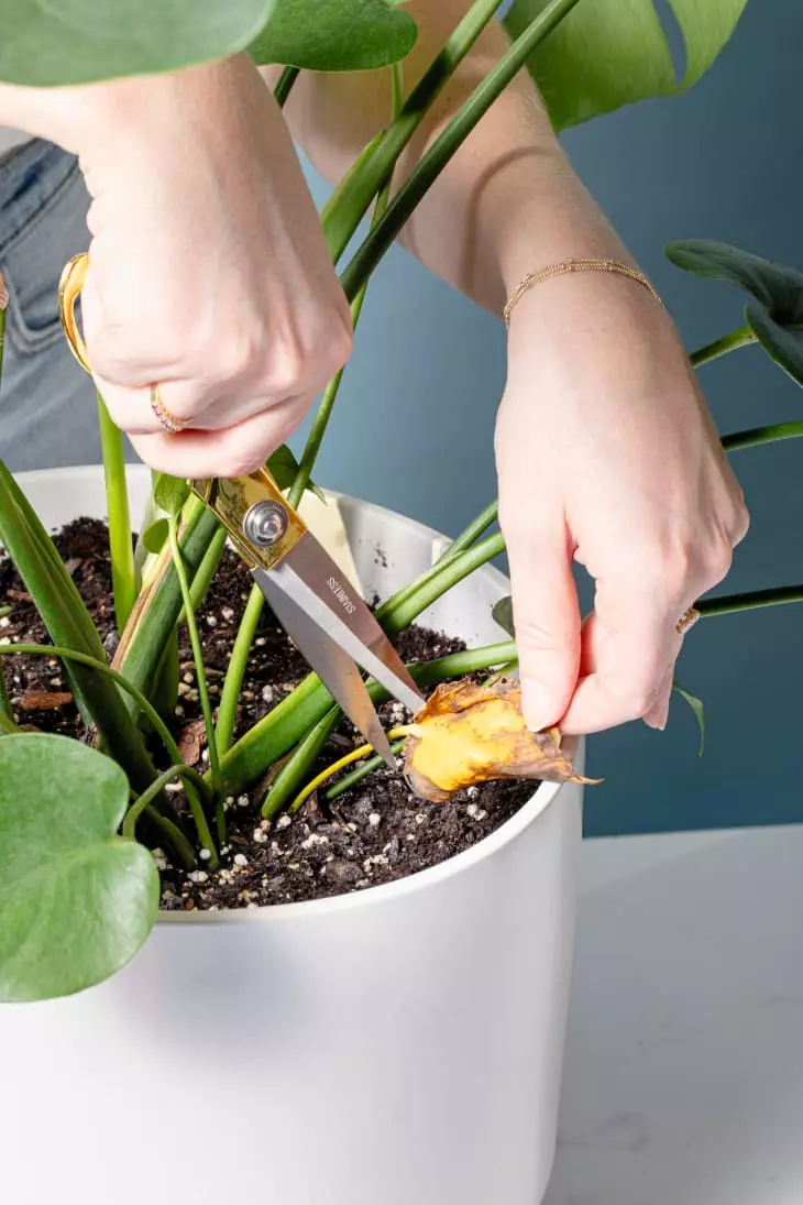 Tailler/enlever les feuilles mortes d'une plante