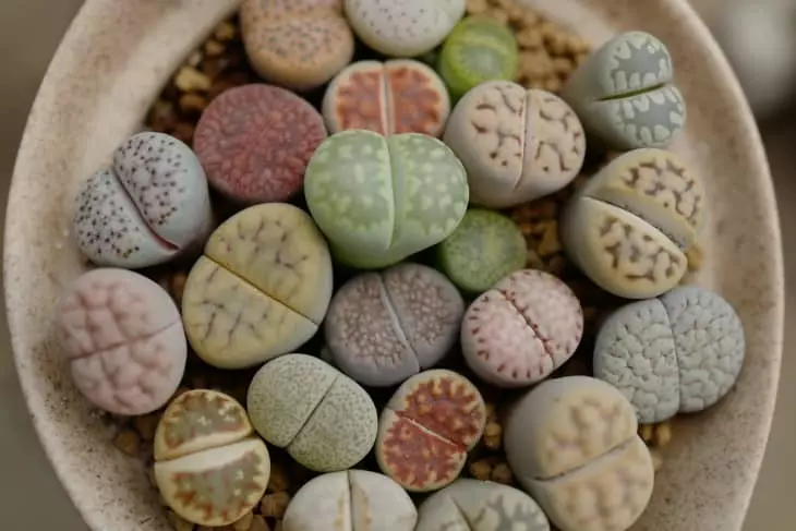 amrywiol Lithops neu Gerrig byw mewn pot ceramig