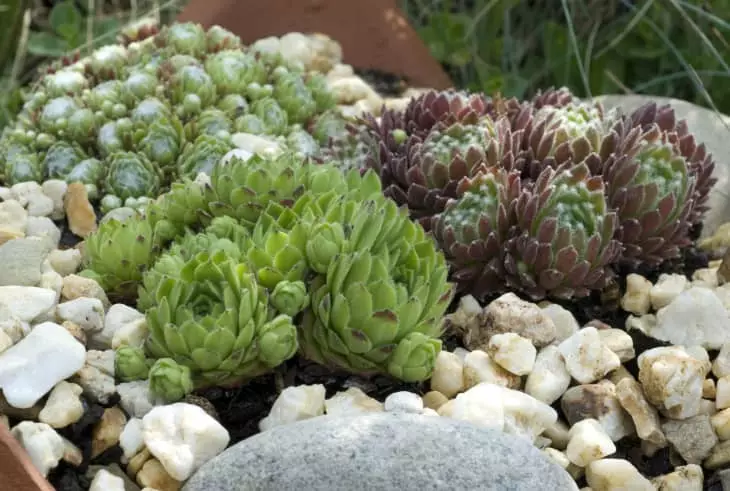 Sempervivum tectorum yn tyfu mewn creigiau