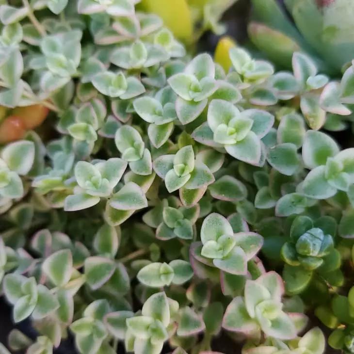 varietas sedum 'little missy' dengan daun hijau dan putih beraneka ragam kecil dengan tepi merah muda