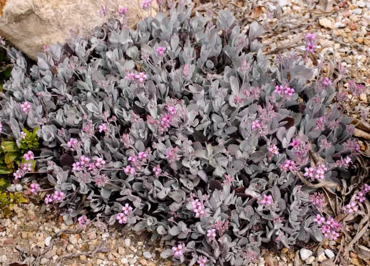 Kalanchoe pumila, berbunga