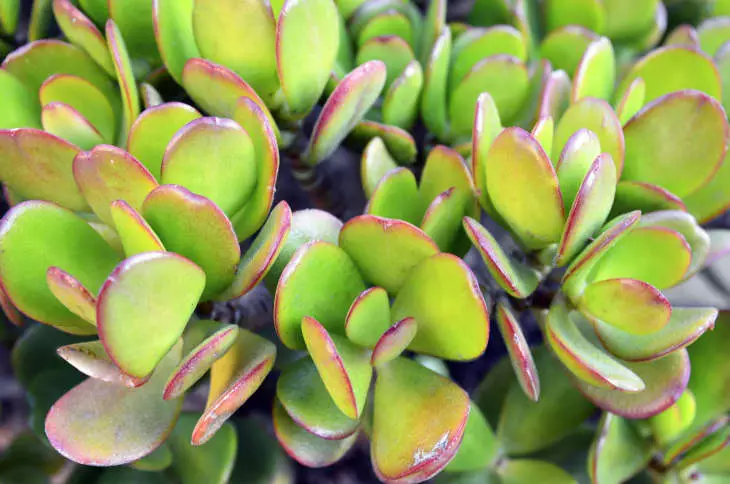 Crassula ovata (Warshad Jade, Warshad Lacagta, Geedka Saaxiibtinimada) geedka suubban ayaa soo dhow.